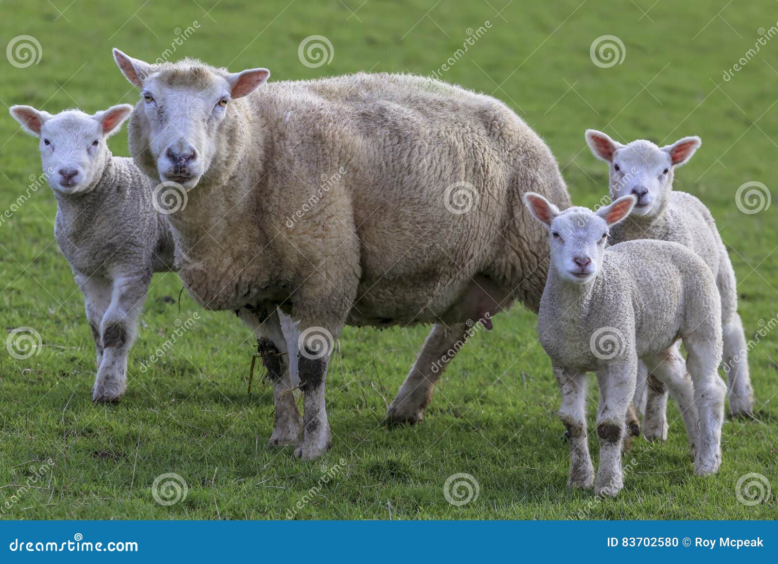 Mummy Posing with Her Babys Stock Photo - Image of nature, lambs: 83702580