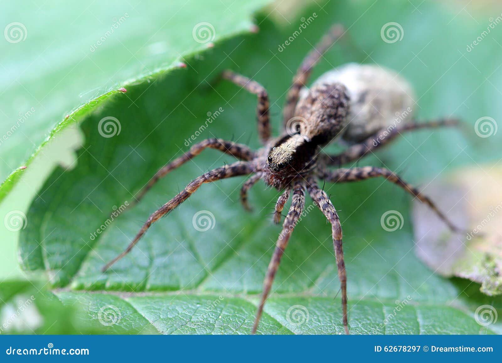 Mummy Wolf Spider stock image. Image of wolf, spider - 62678297