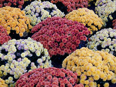 Mums stock image. Image of bloomers, beautiful, leaves, blur - 30999