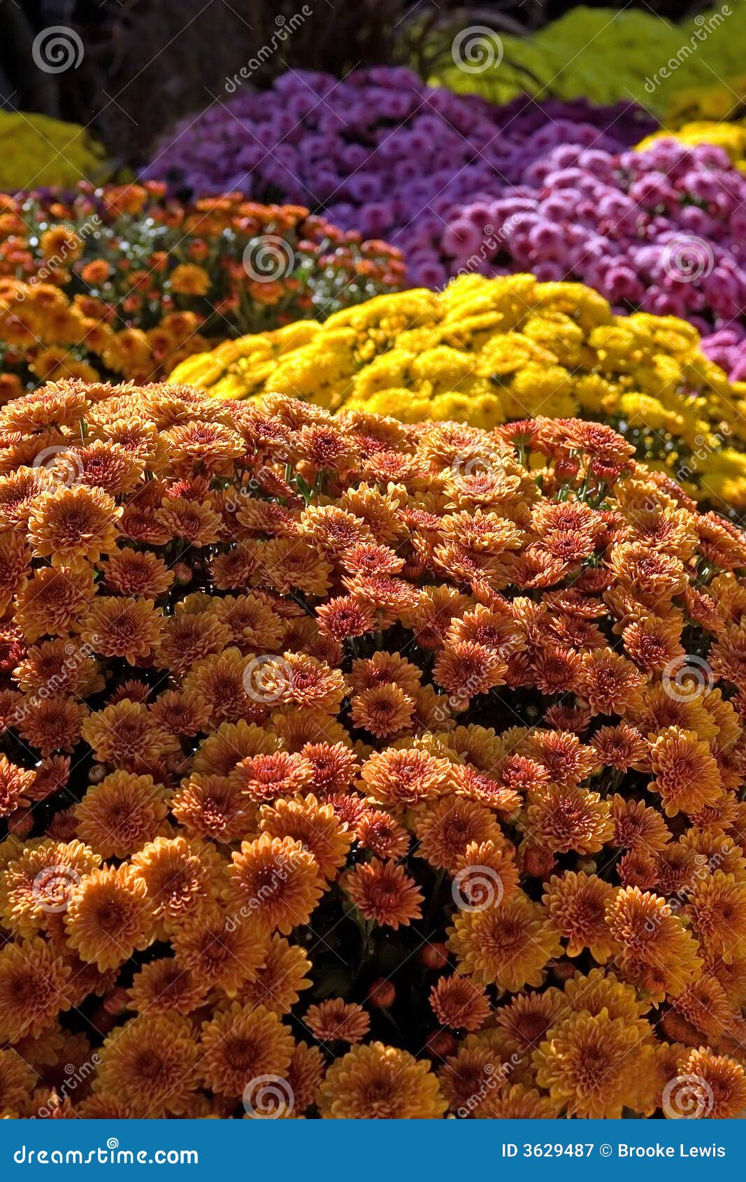 Mums stock image. Image of season, holiday, close, bloom - 3629487