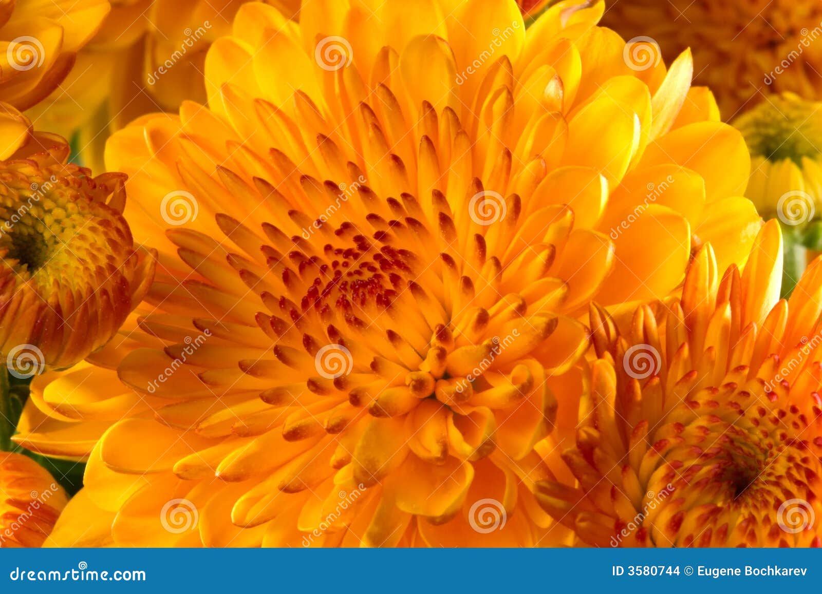 Mums background stock photo. Image of outdoors, floral - 3580744