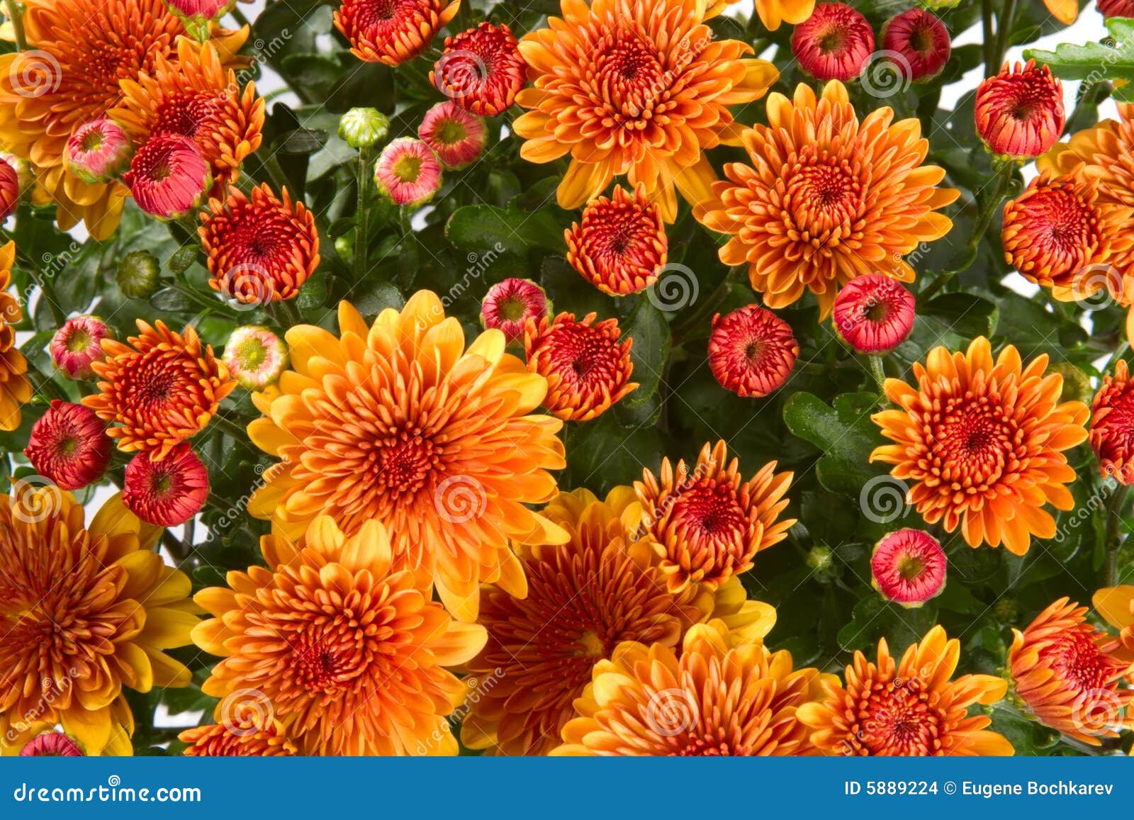 Mums background stock photo. Image of floral, leaves, multi - 5889224