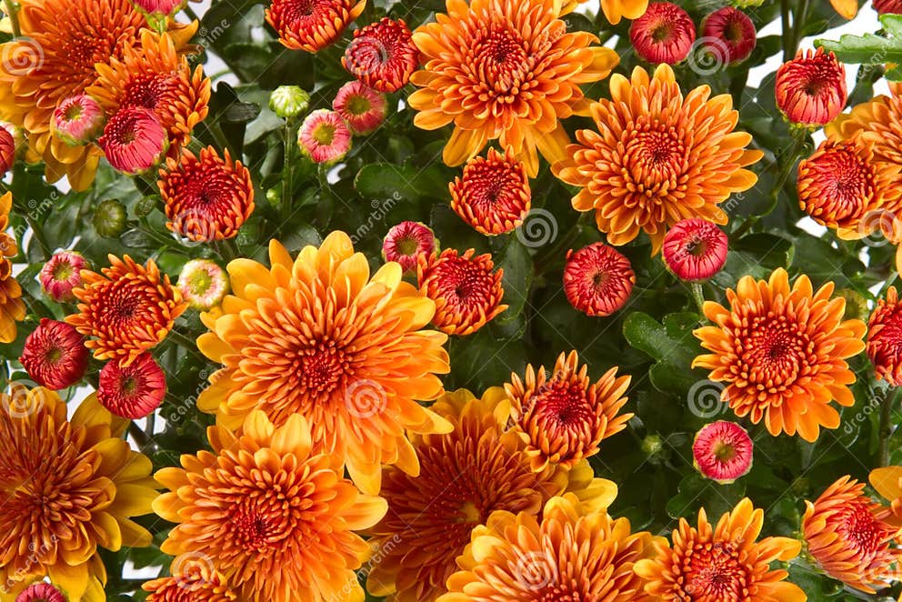 Mums background stock photo. Image of floral, leaves, multi - 5889224