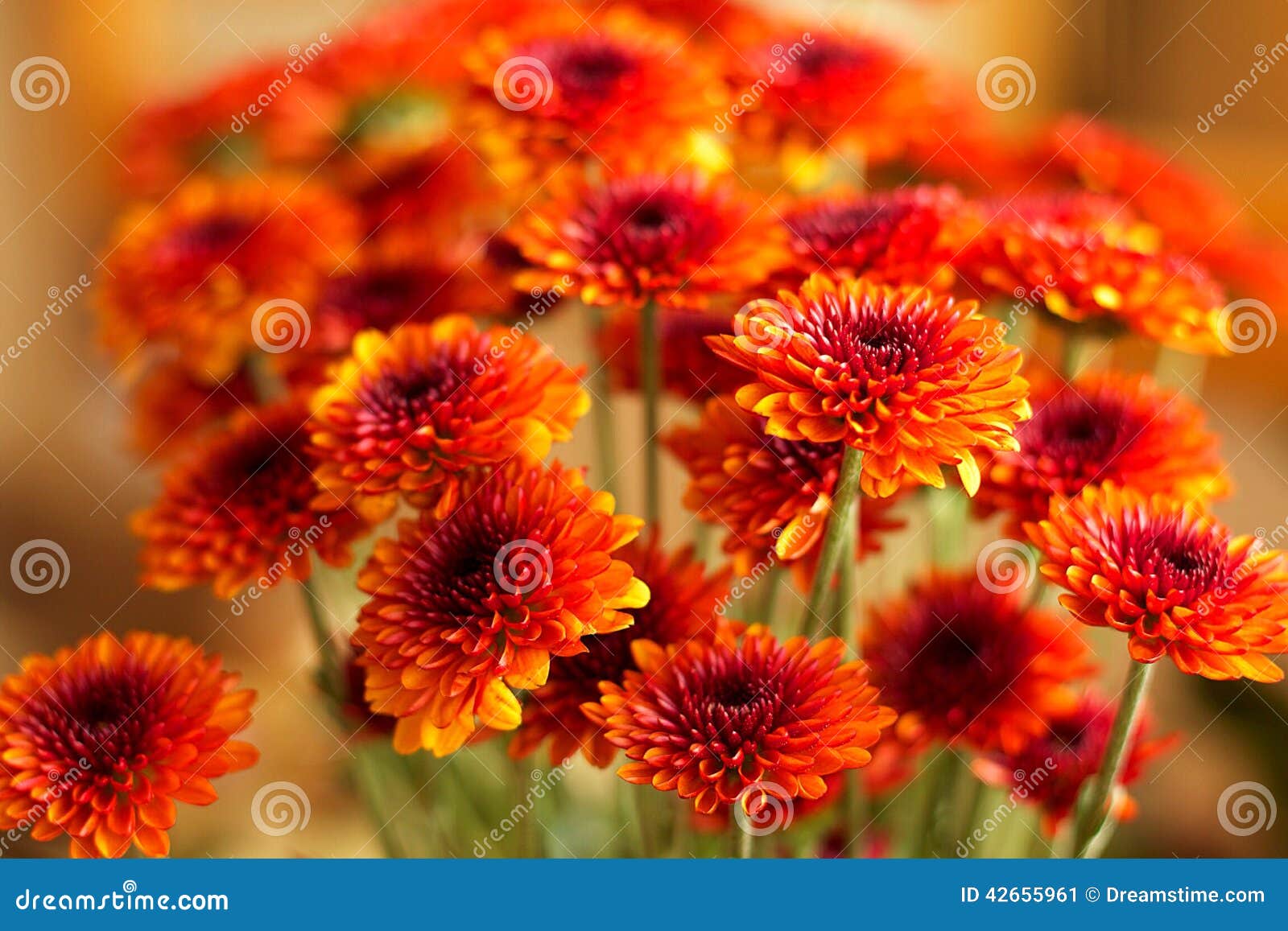 Mums stock image. Image of rust, flower, bouquet, vase - 42655961
