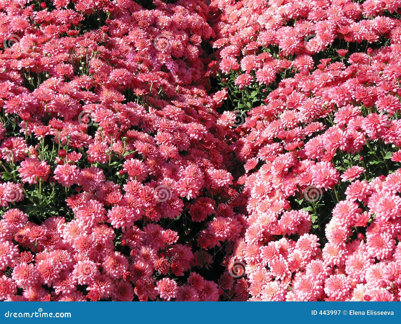 Mums cor-de-rosa do outono imagem de stock. Imagem de colorido - 443997