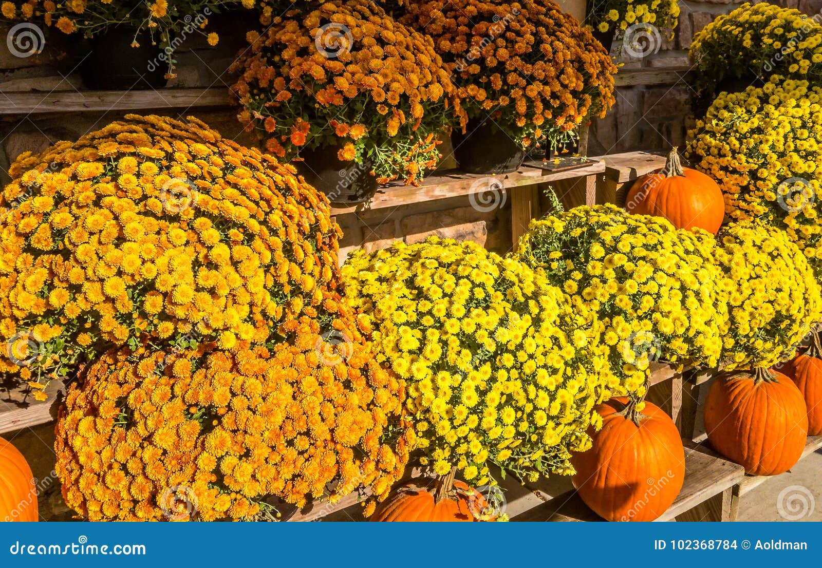 Mums Displayed in Front of a Store Stock Photo - Image of plant ...