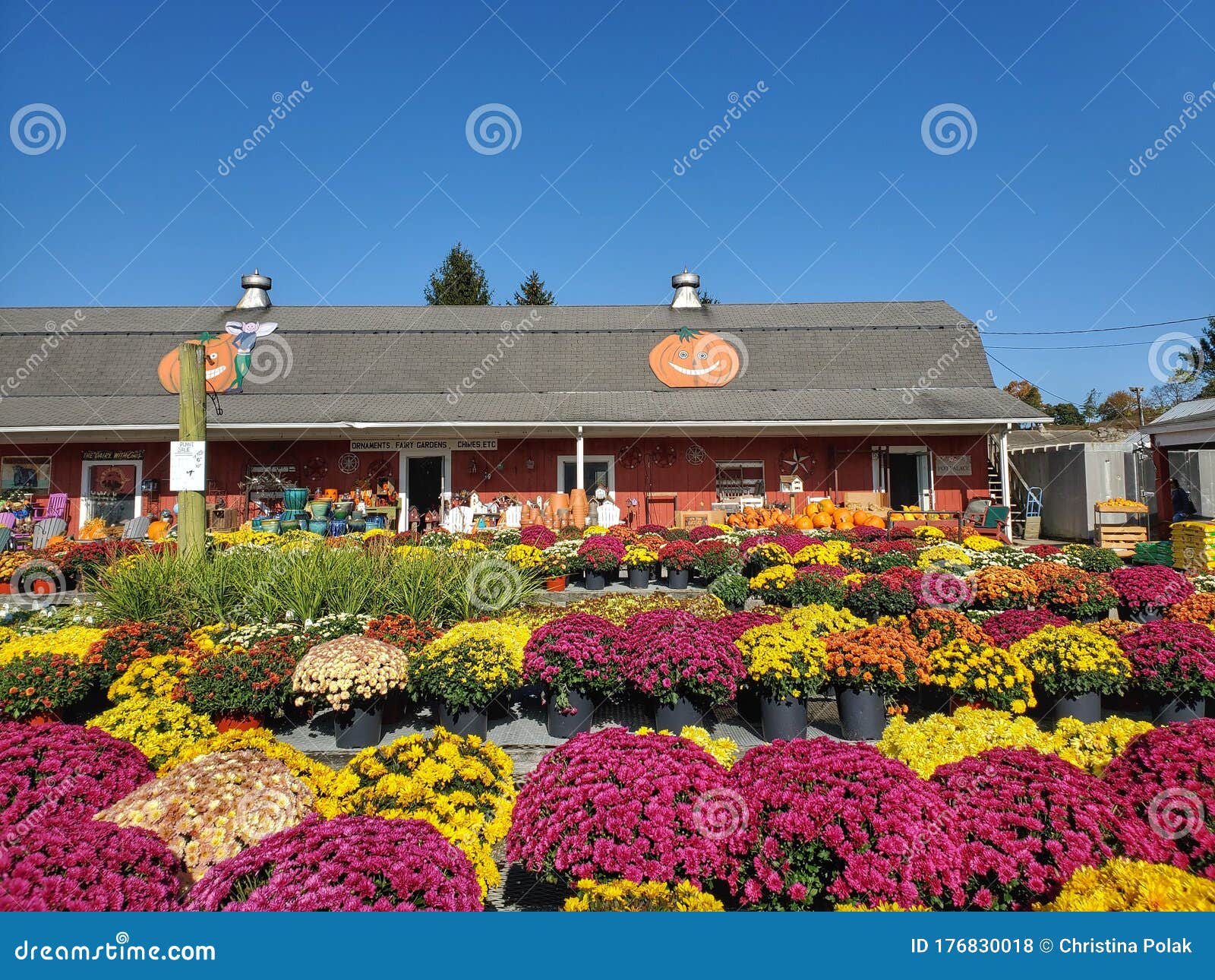 Mums on a farm stock photo. Image of mums, farm, flowers - 176830018