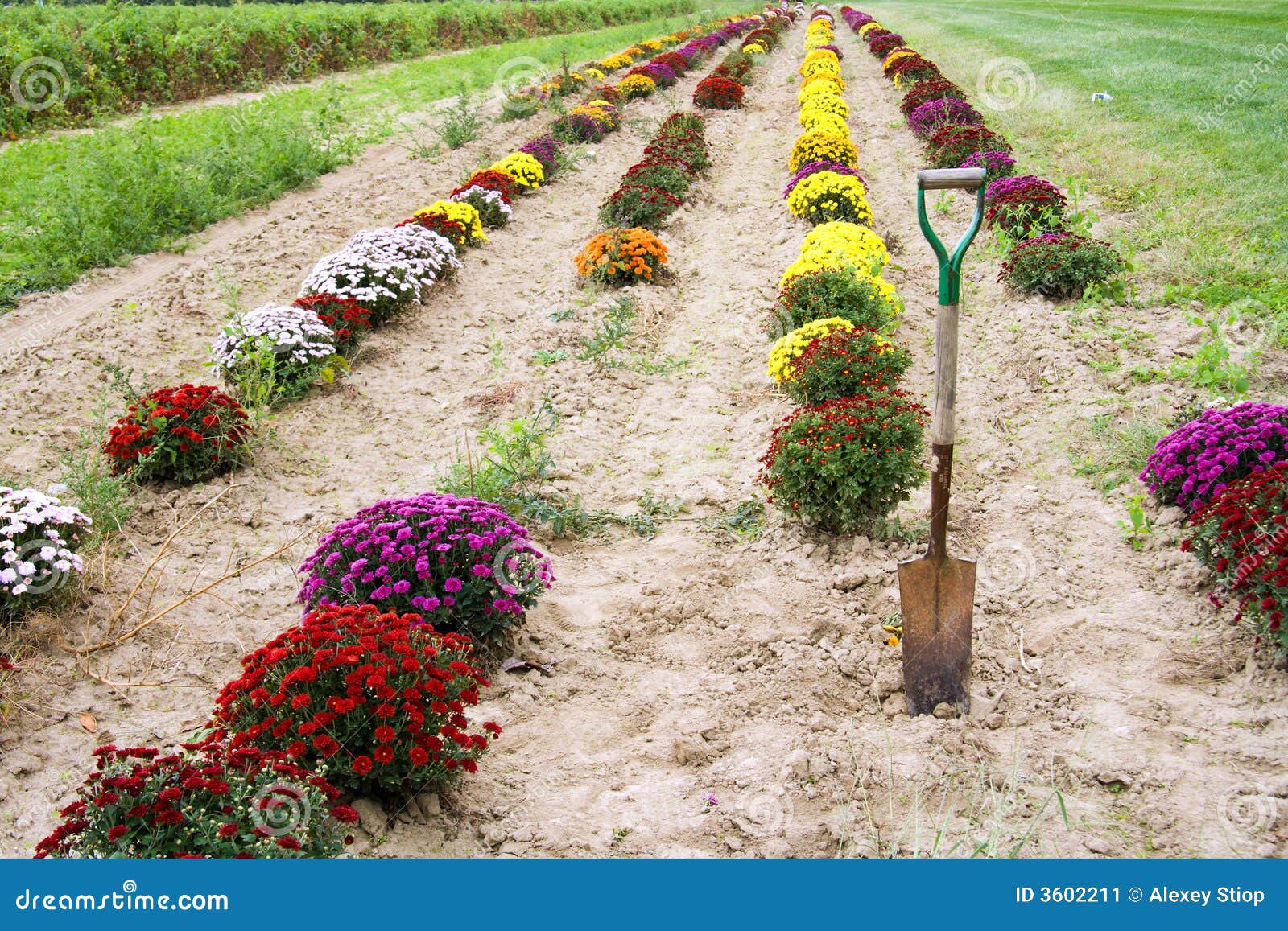 Mums at a farm stock image. Image of decorations, tool - 3602211