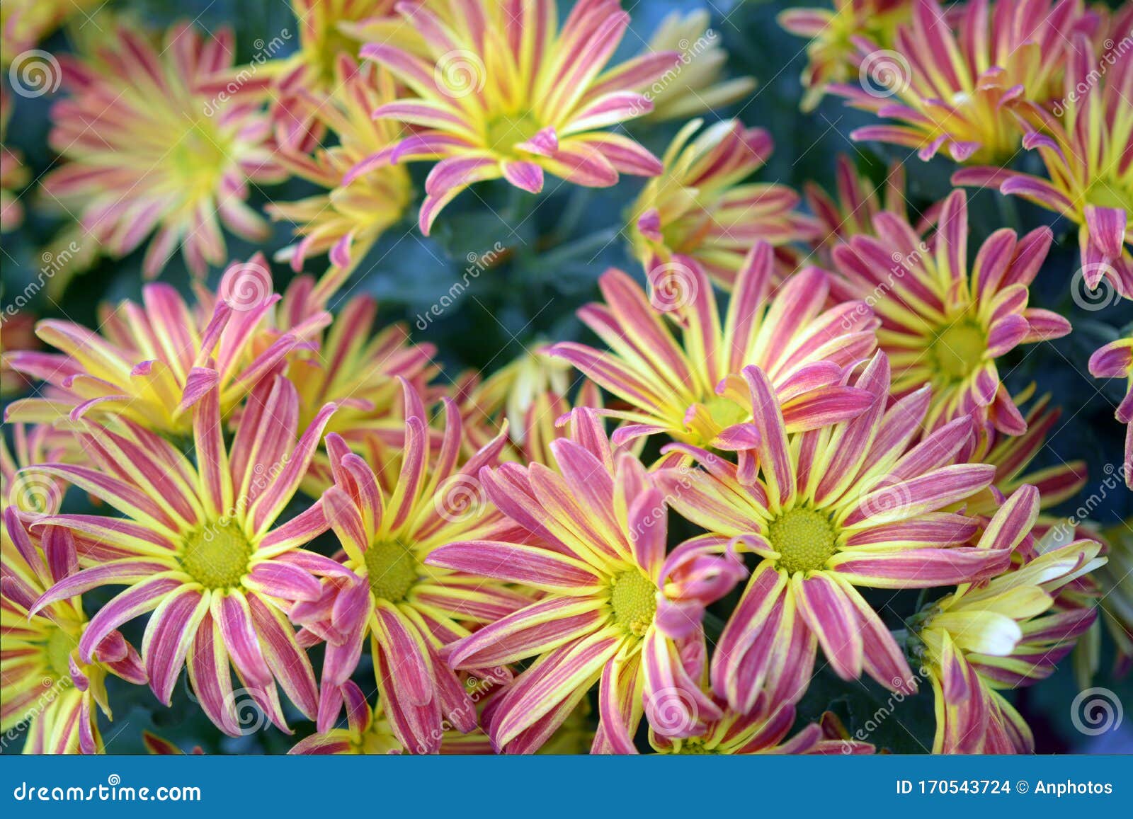Mums flower stock photo. Image of color, gardening, pattern - 170543724