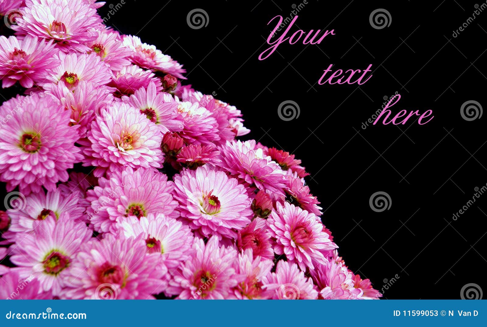 Mums Flowers Isolated on Black Stock Image - Image of chrysanthemums ...