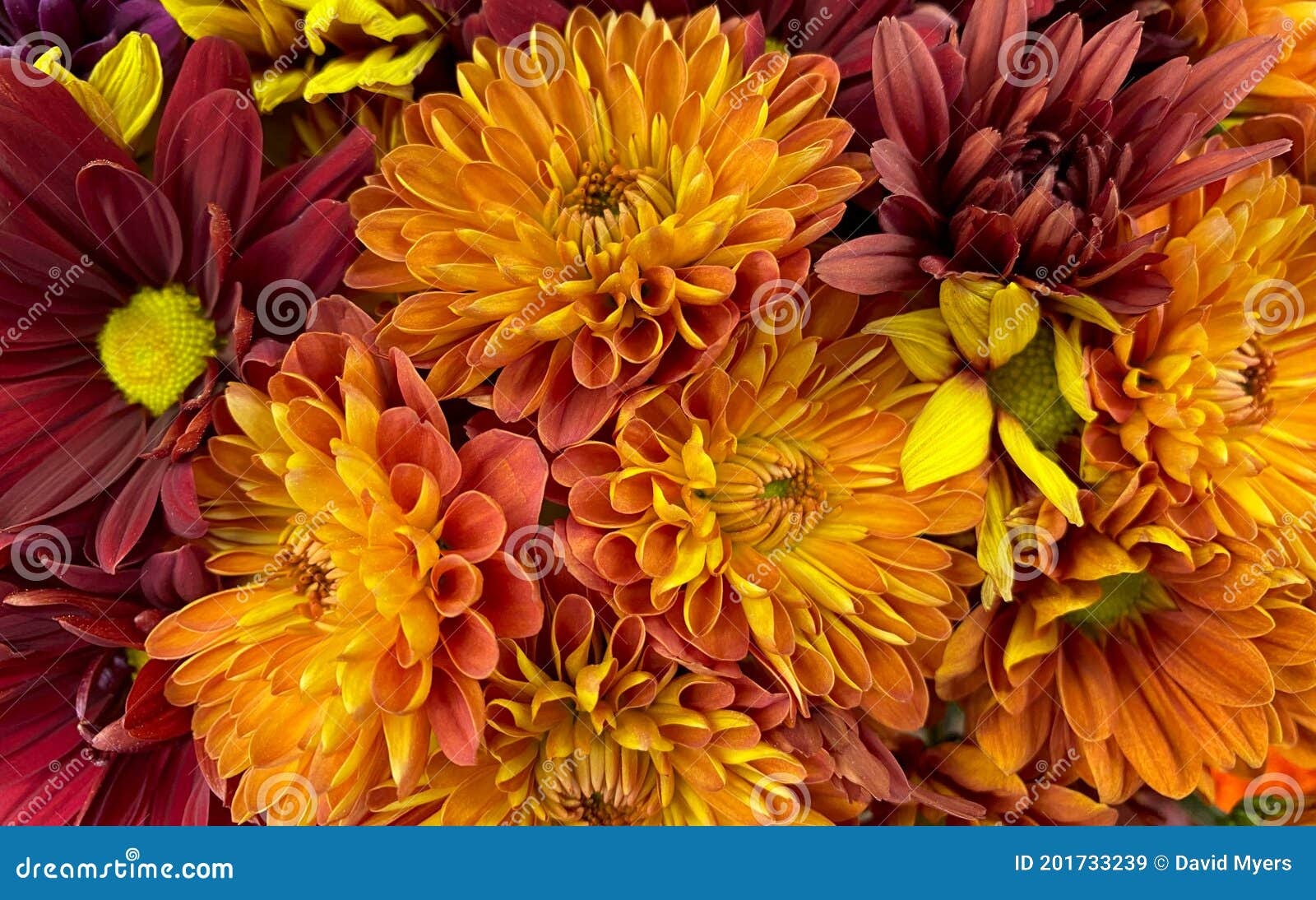 Mums, Mixed Colors, Fall Bouquet Stock Image - Image of mums, color ...