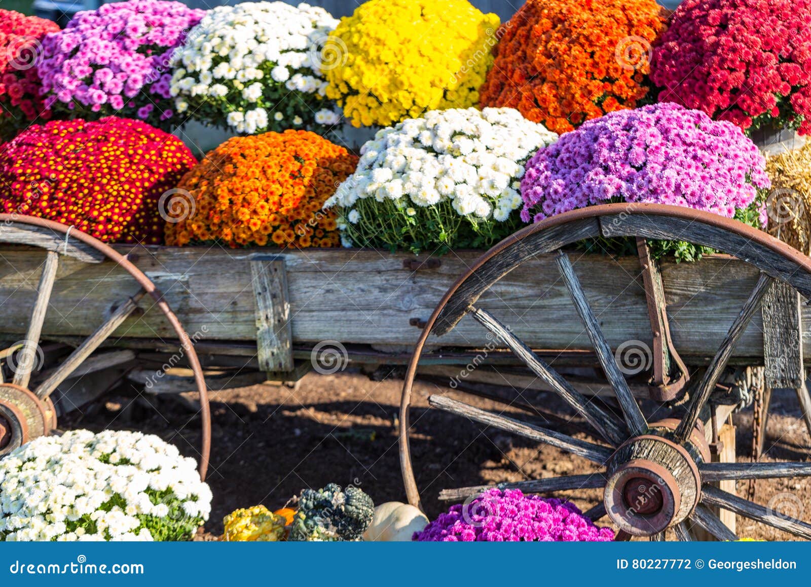 Mums and Old Farm Wagon Wheels Stock Photo - Image of nature, flora ...