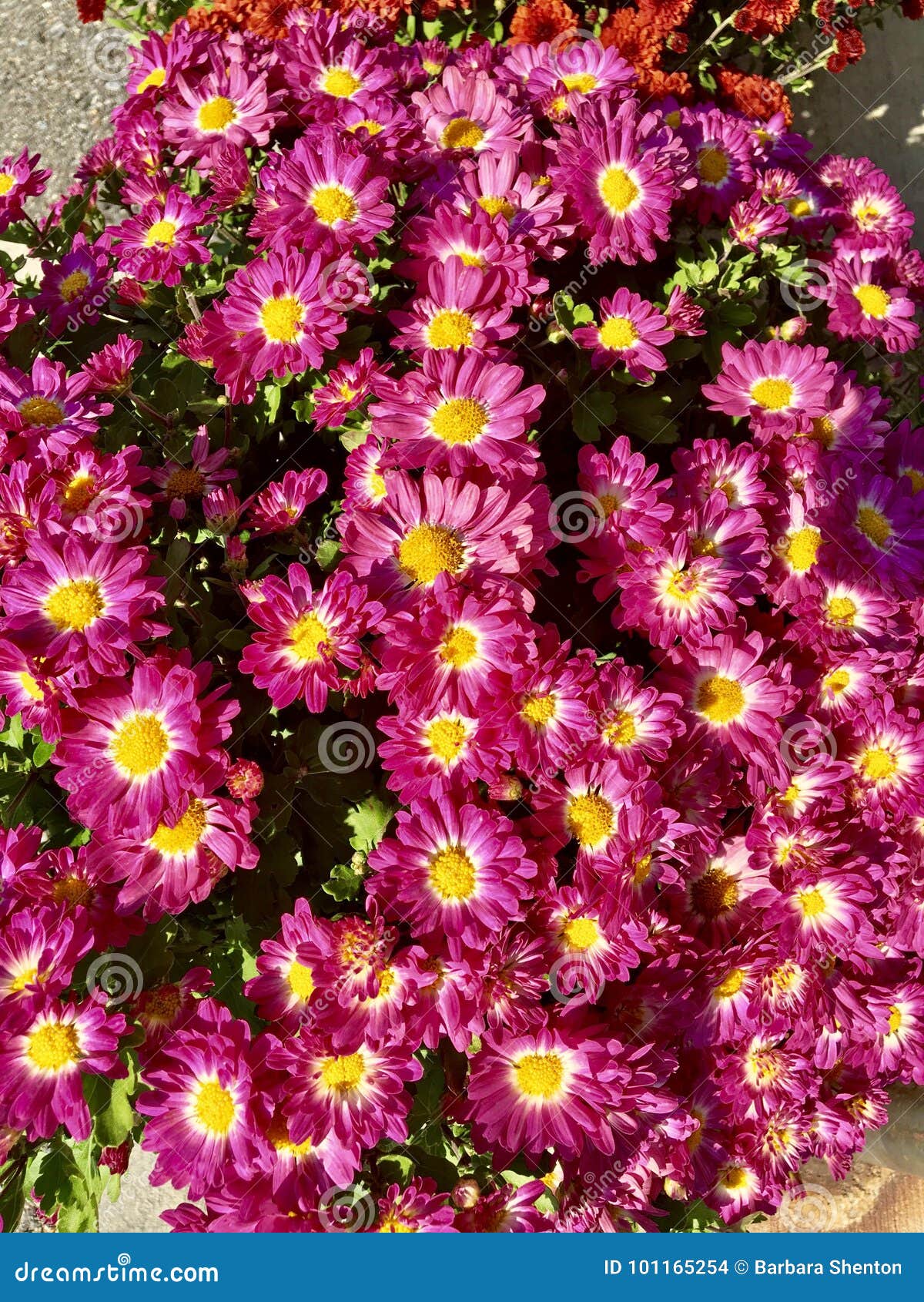Mums in pink stock photo. Image of deep, pink, color - 101165254