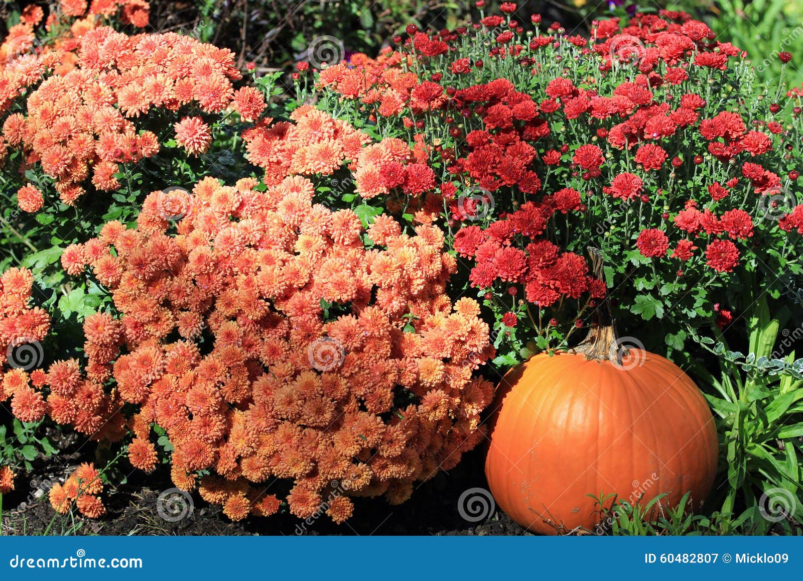 Mums and pumpkin stock image. Image of mums, pumpkin - 60482807