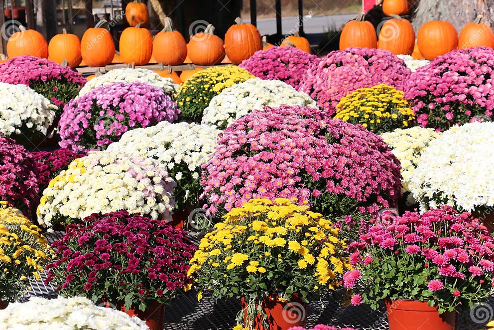 Mums and pumpkins stock image. Image of advertisement - 83454113