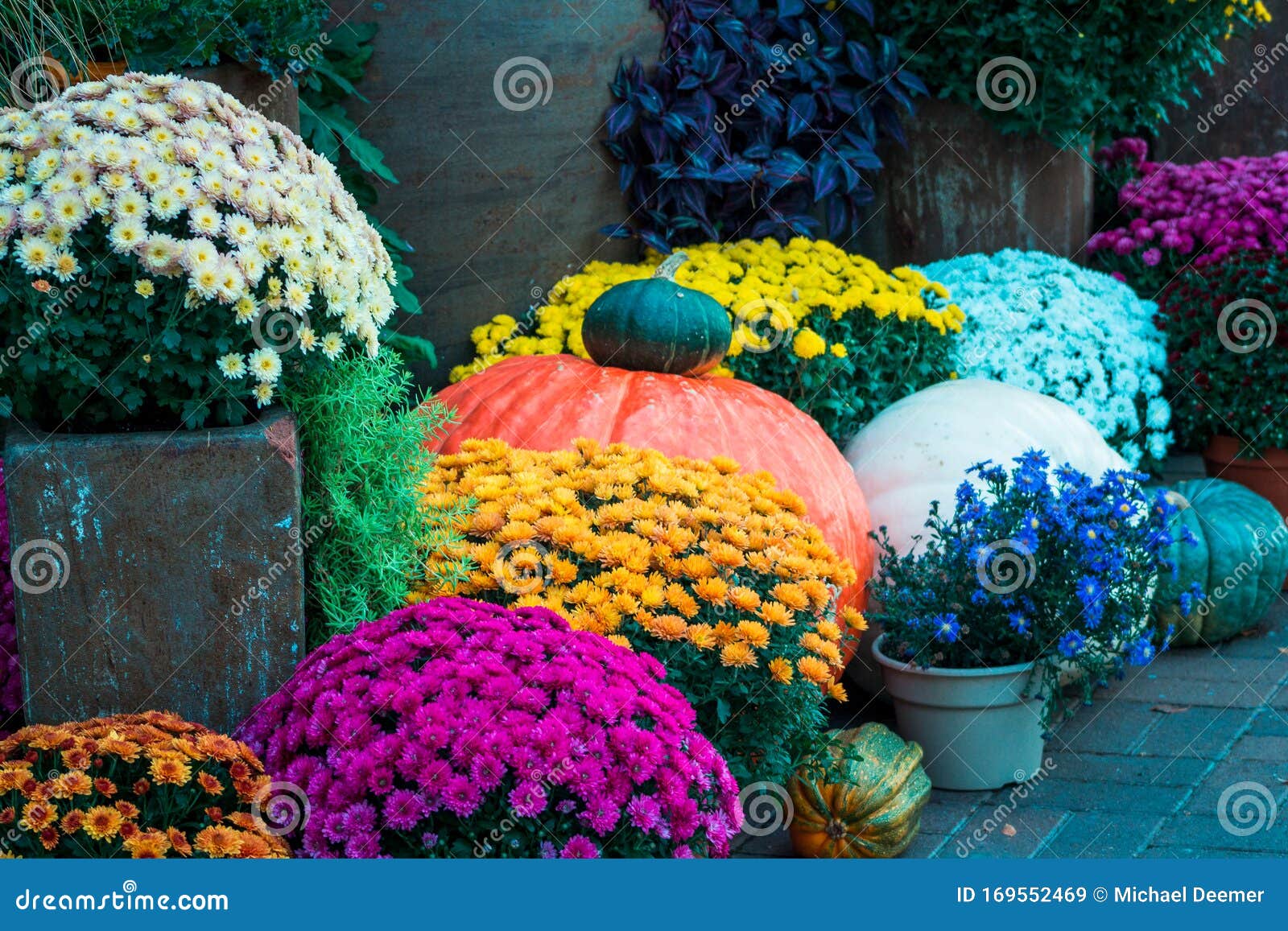 Mums and Pumpkins on Display in the Gardens Stock Image - Image of ...