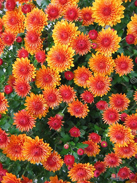 Mums the Word stock photo. Image of ocean, lobster, maine - 27437618