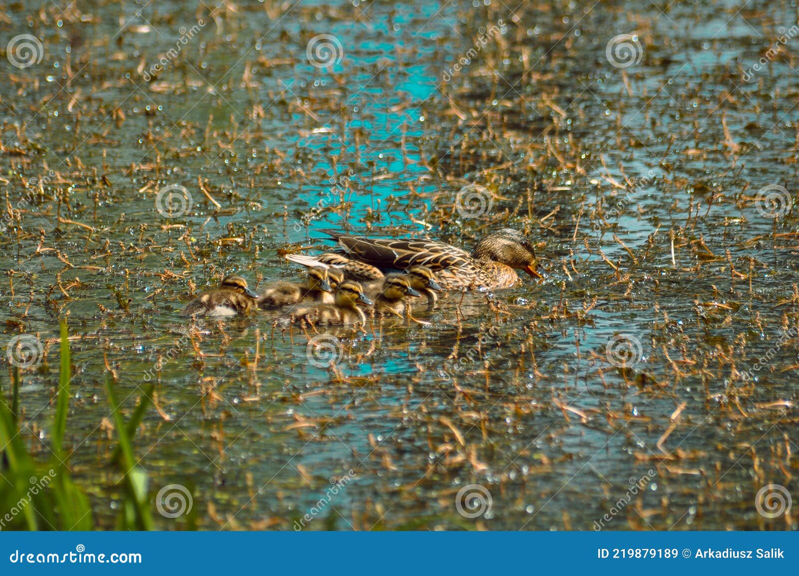 Mummy Duck With Ducklings Stock Photo | CartoonDealer.com #5891028
