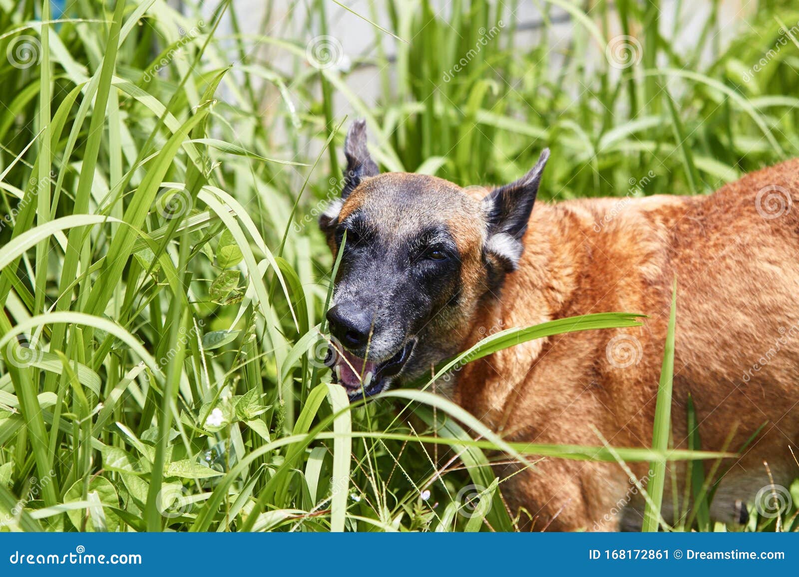 Munch stock image. Image of munch, grass, belgian, eating - 168172861