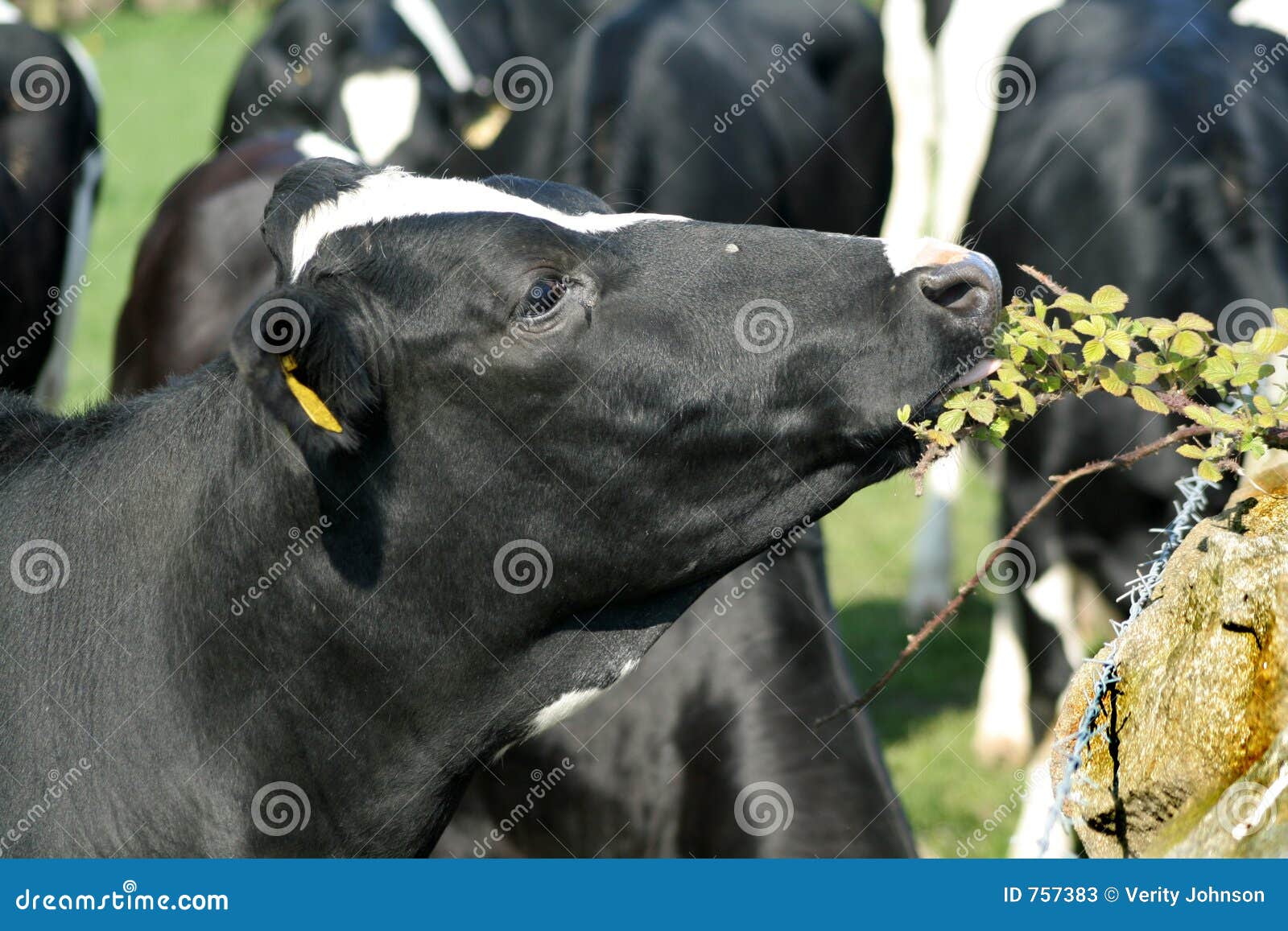 Munching cow stock image. Image of wall, cattle, udder - 757383