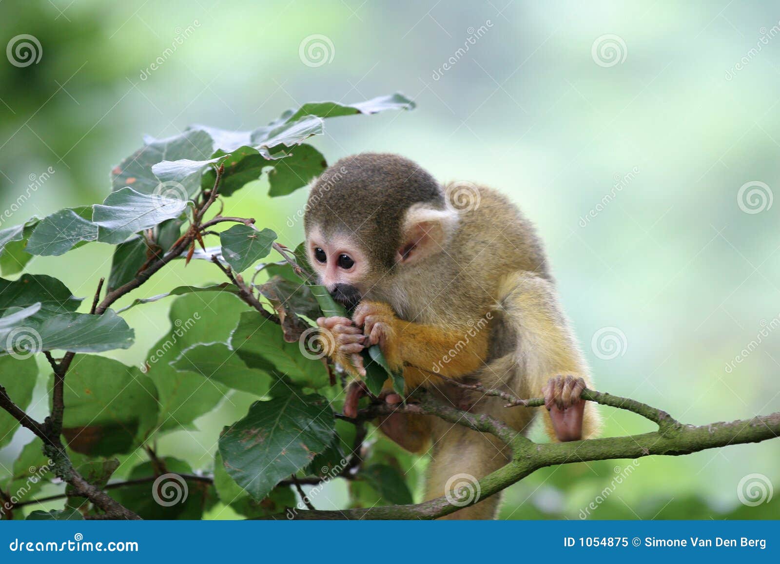 Munching on the leaves stock image. Image of baby, animals - 1054875