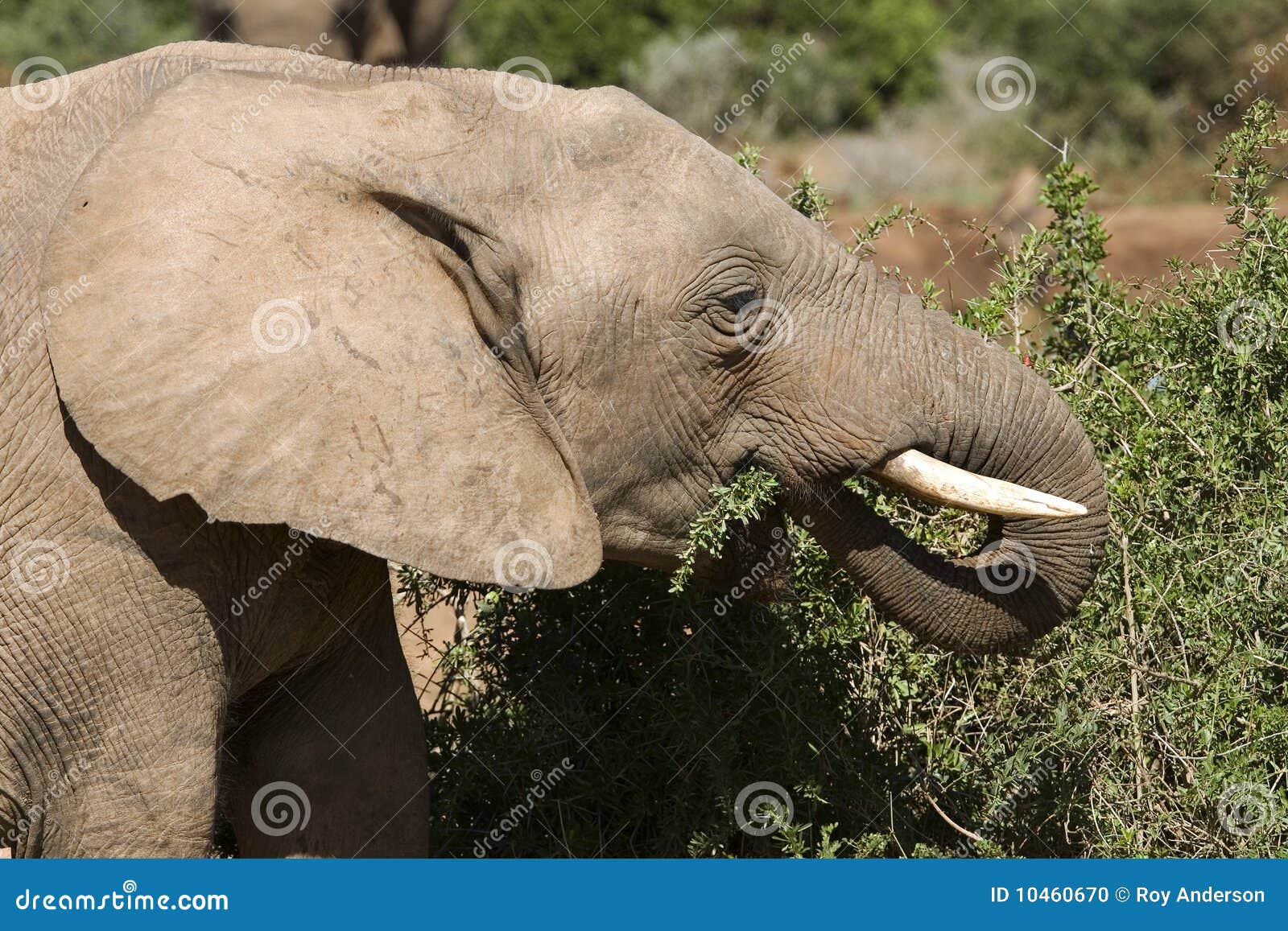 Munching Mammal stock photo. Image of grey, elephant - 10460670