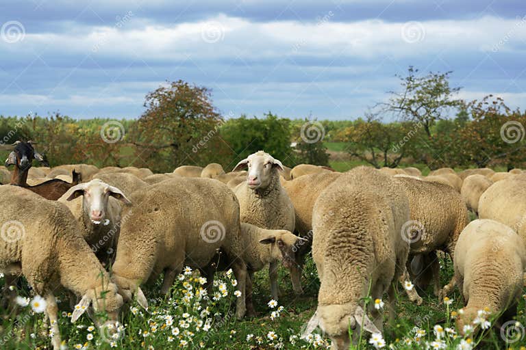 Munching sheep stock image. Image of agriculture, livestock - 11355791