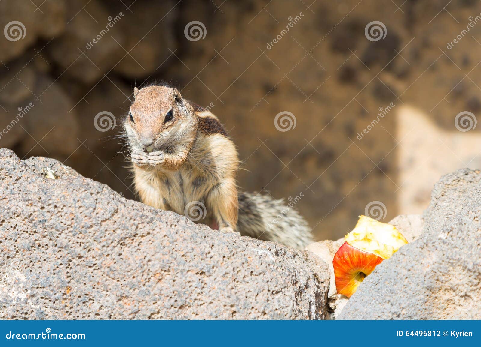 Munching Squirrel Holding a Piece of an Apple in Its Hands Stock Photo ...