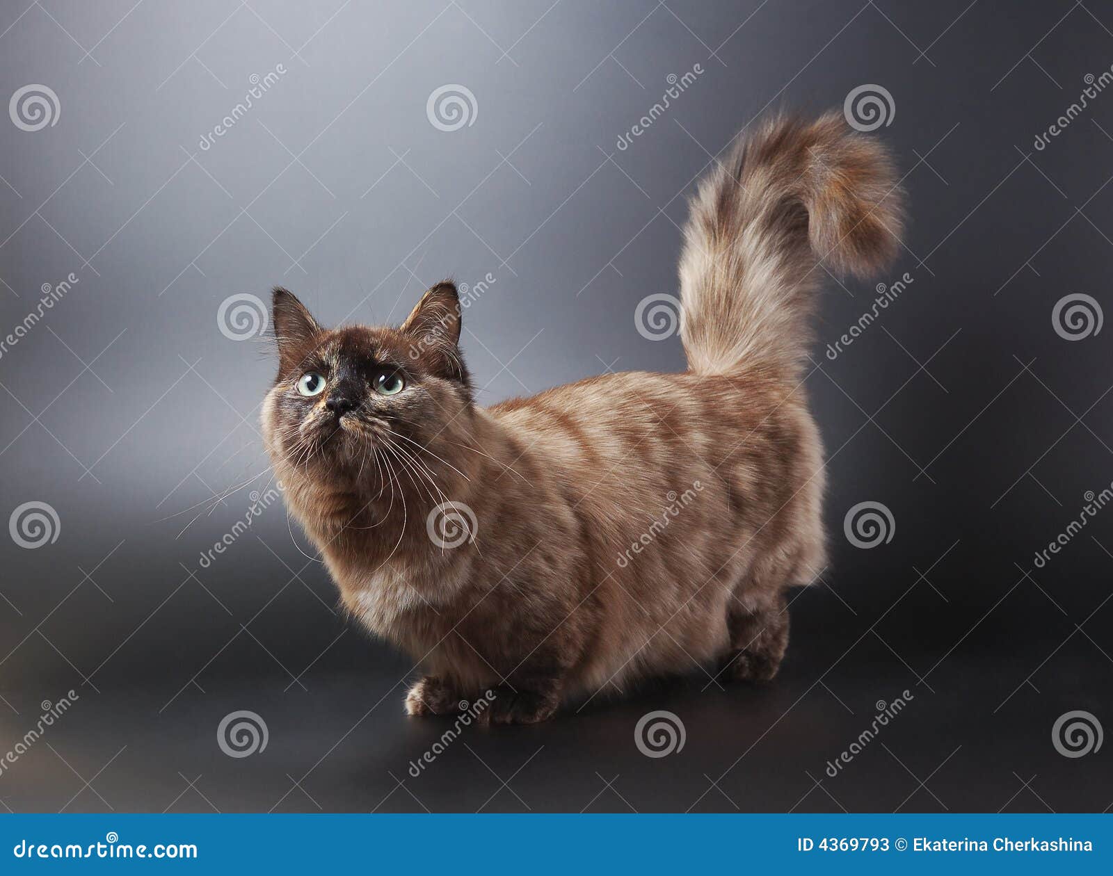 Munchkin cat stock image. Image of claws, short, whisker - 4369793