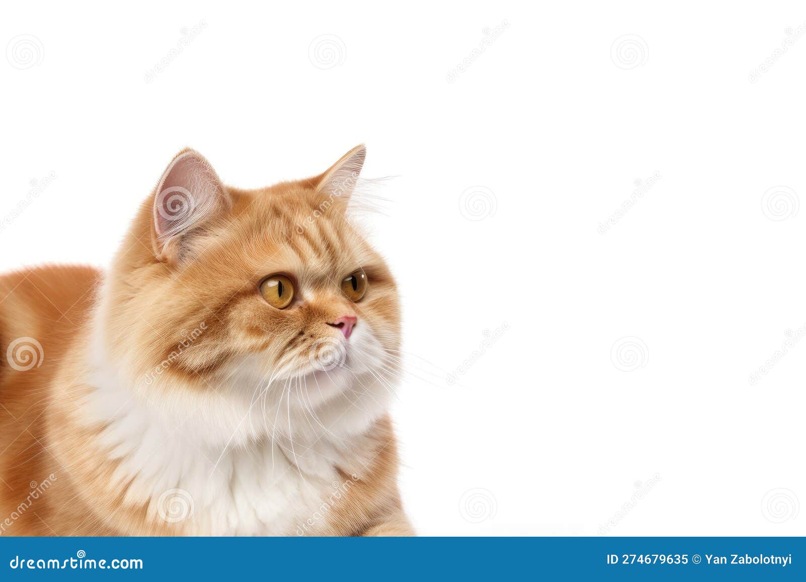 Munchkin Cat on White Background with Copy Space. Generative AI Stock ...