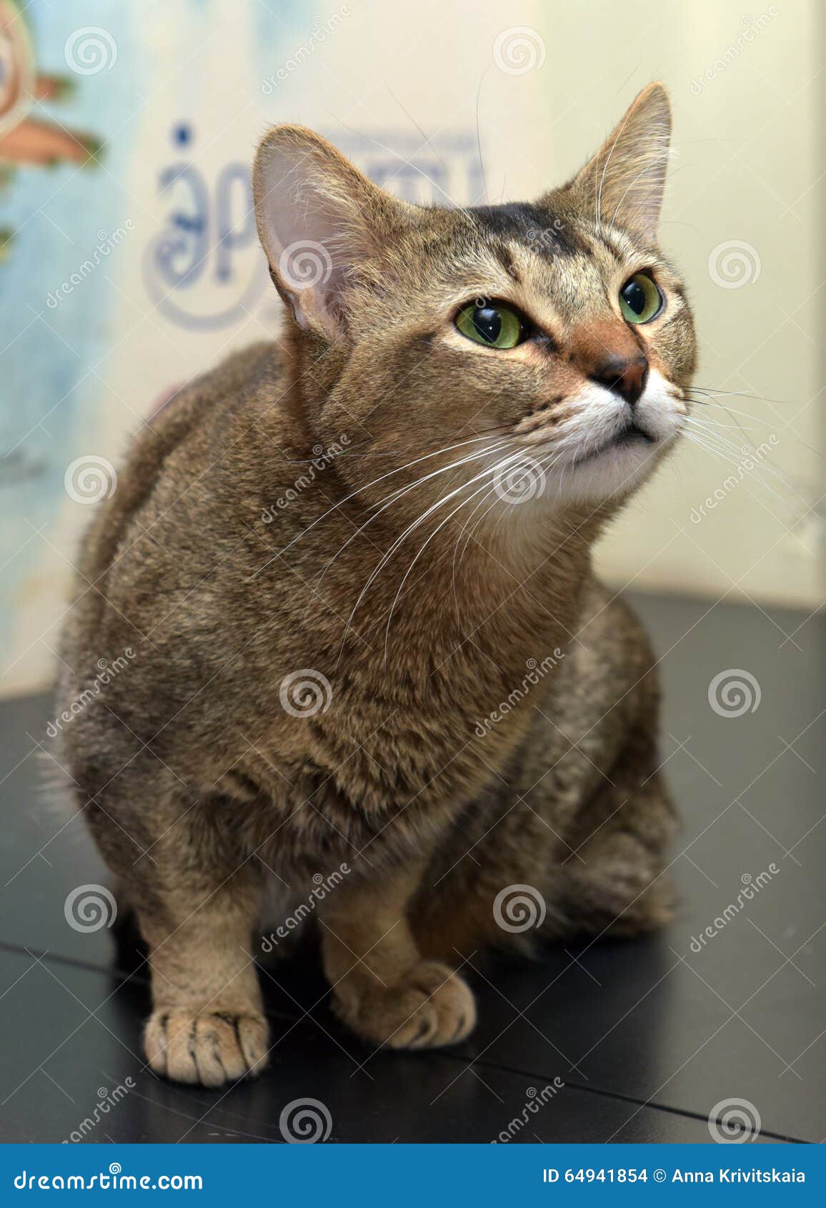 Munchkin stock photo. Image of downy, paws, curious, animal - 64941854