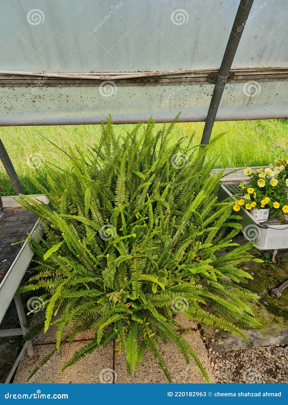 Mundo con plantas imagen de archivo. Imagen de hoja - 220182963