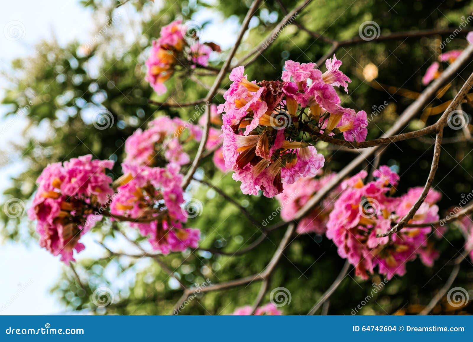 Mundo cor-de-rosa foto de stock. Imagem de mundo, bonito - 64742604