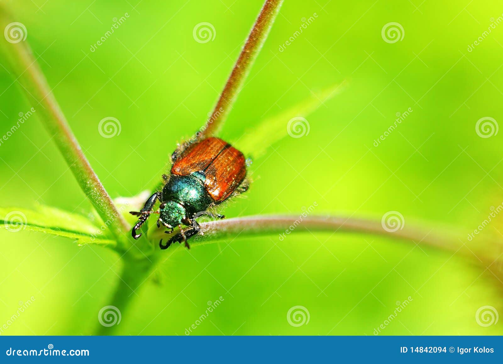 Mundo de insectos foto de archivo. Imagen de tacto, macro - 14842094