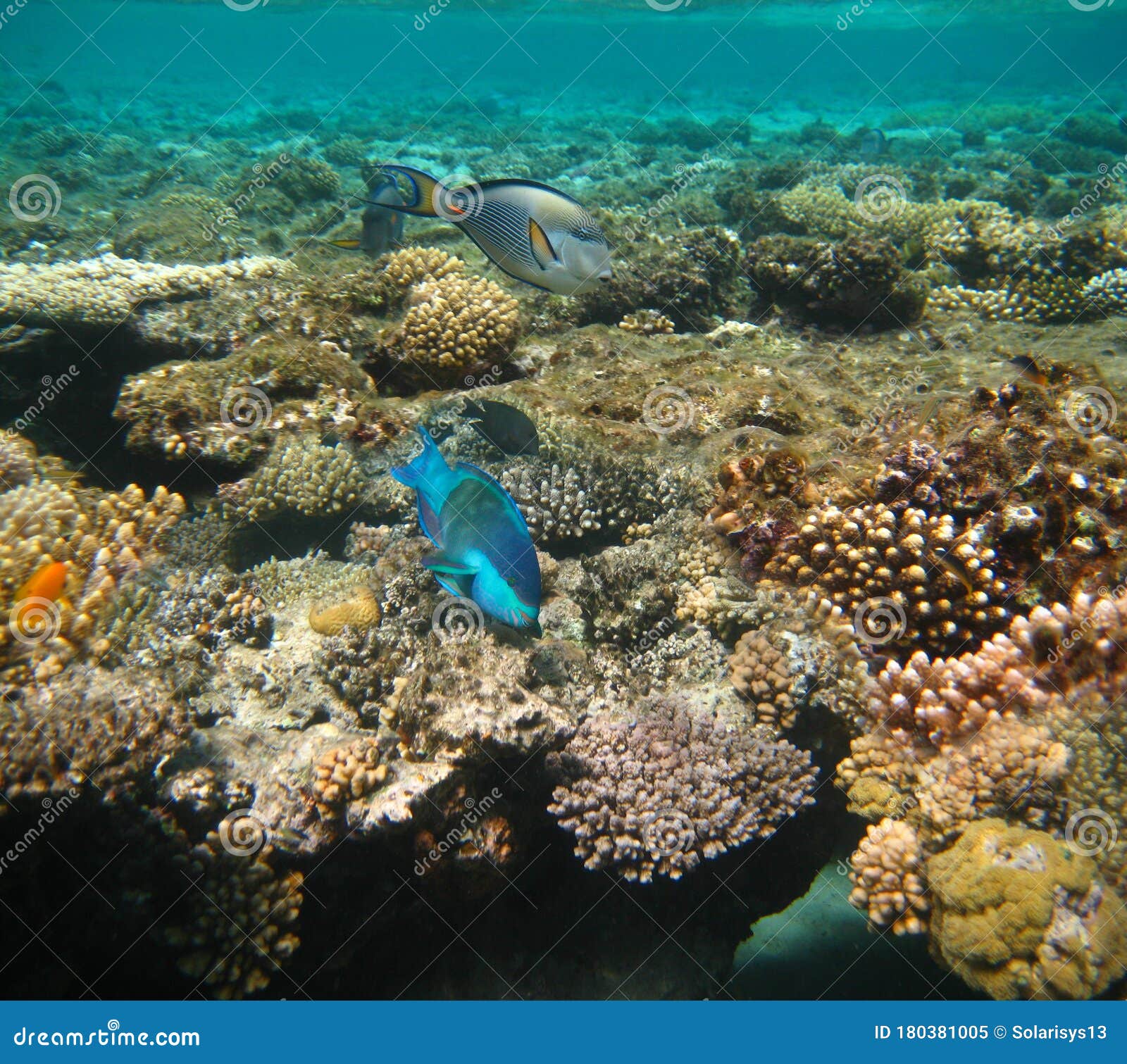 Mundo Submarino. Peces De Mar Rojo Imagen de archivo - Imagen de egipto ...