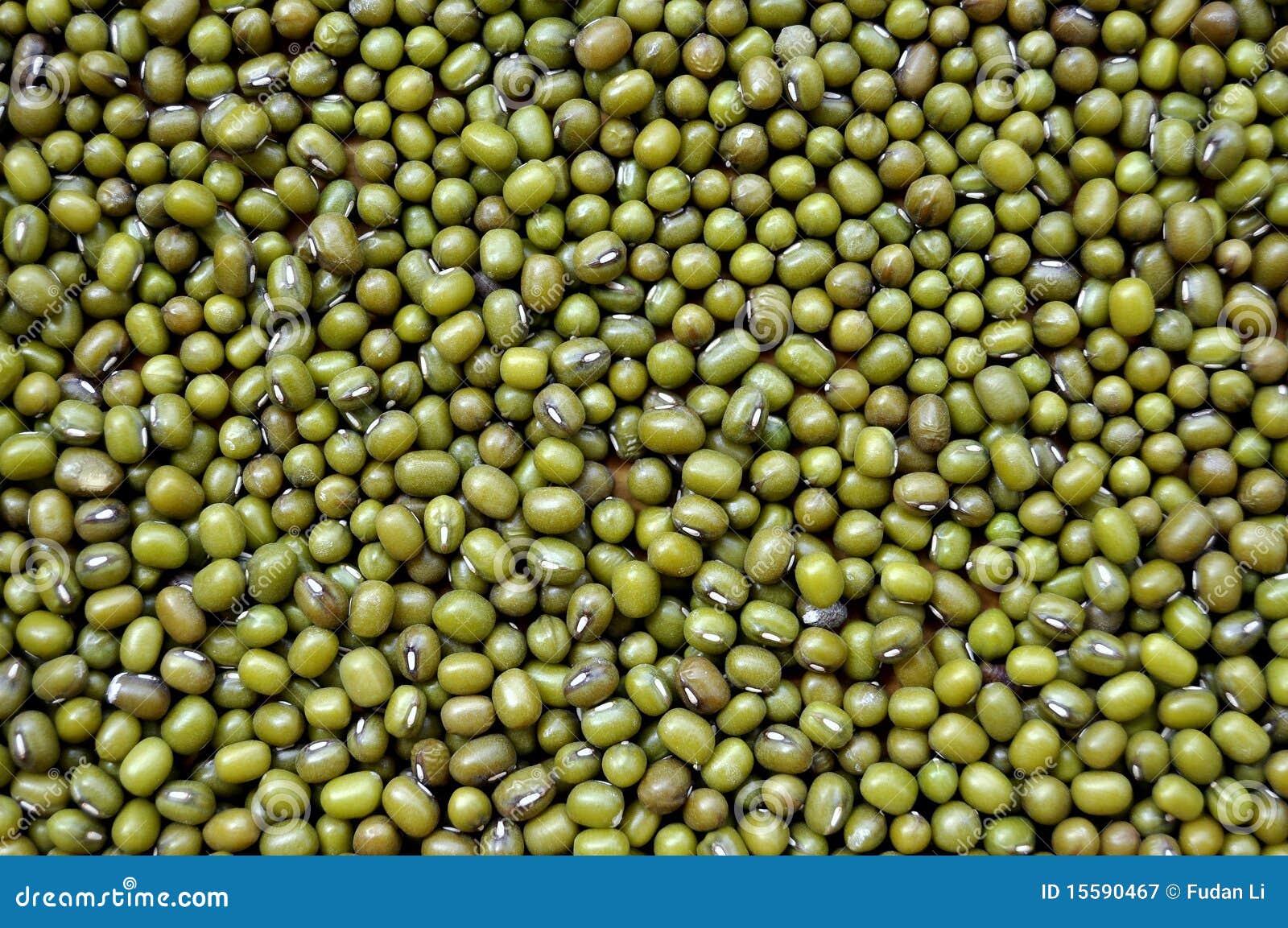 Mung bean stock image. Image of summer, plants, bean - 15590467