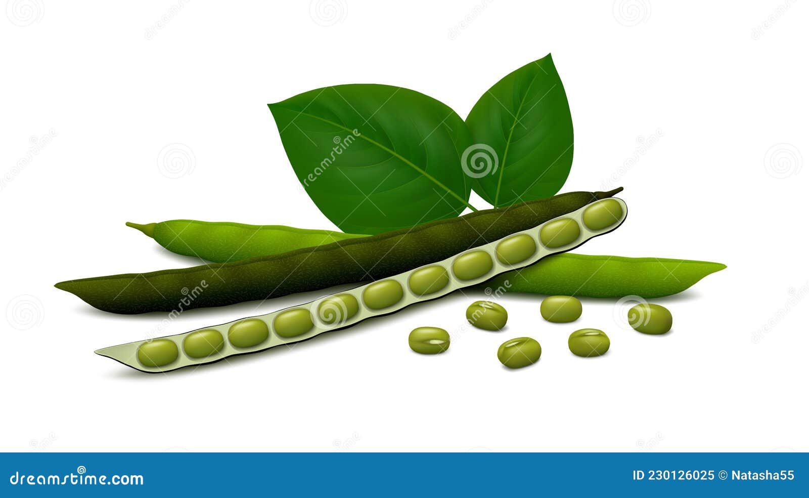 Mung Beans Green Gram with Leaves and Pods Isolated on White Background ...