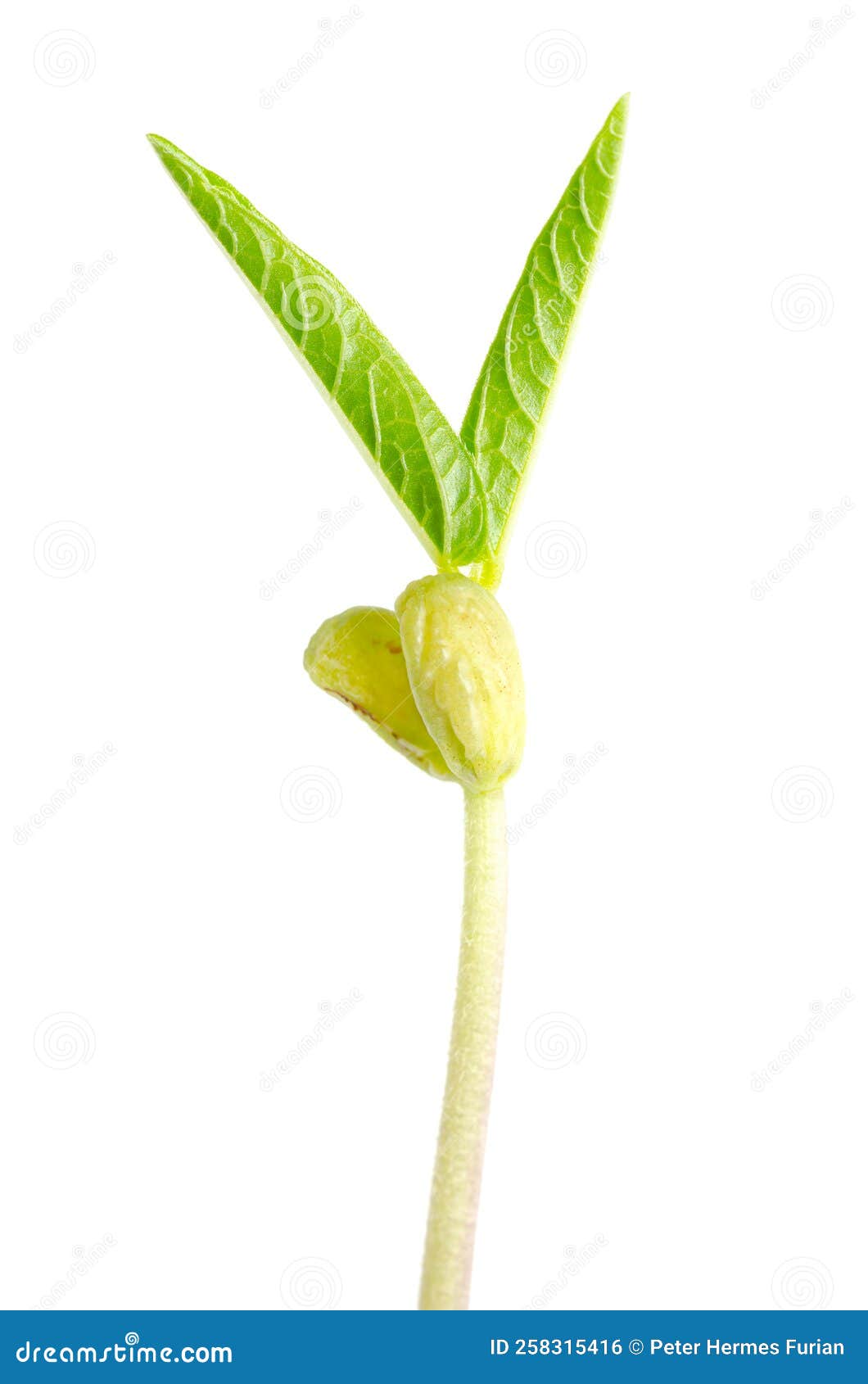 Mung Bean Seedling with Two Cotyledons and First True Leaves, Close Up ...