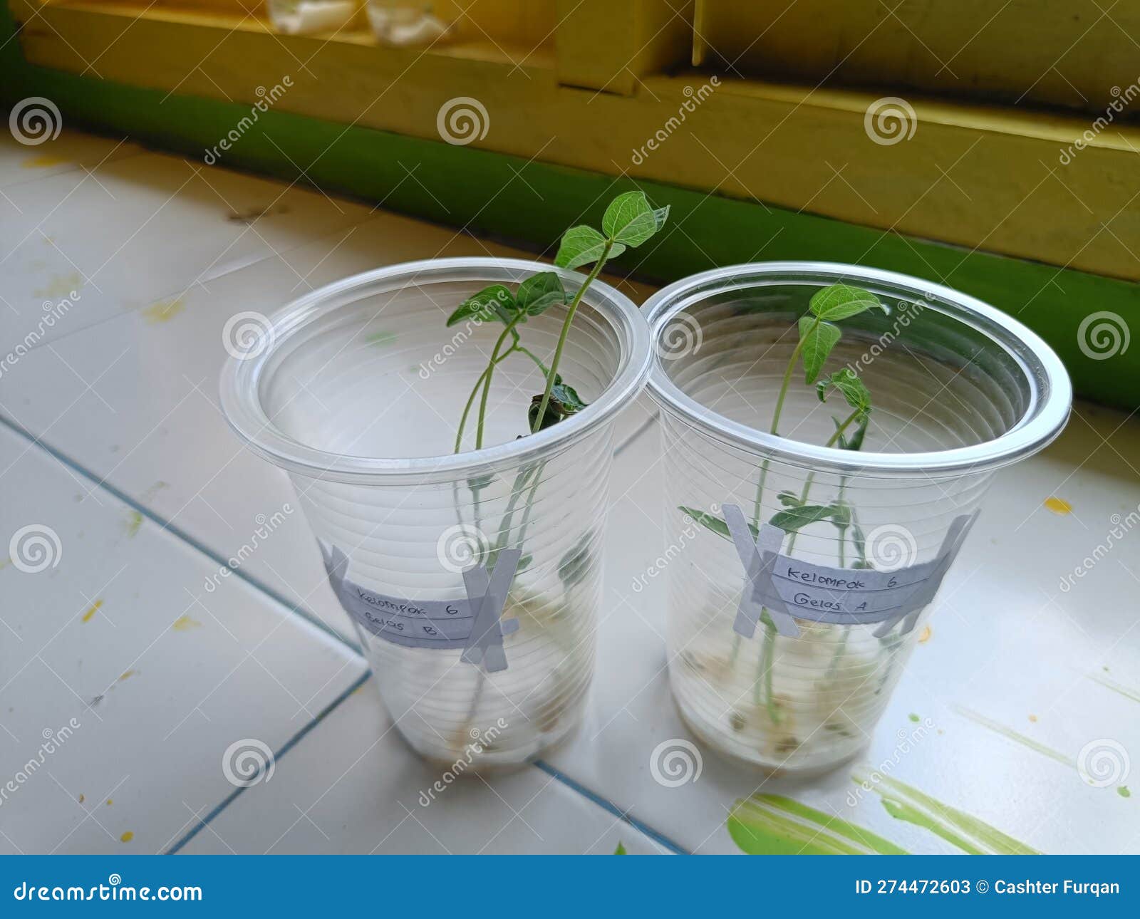 Mung Bean Magic: a DIY Biology Project with Stunning Results Stock ...