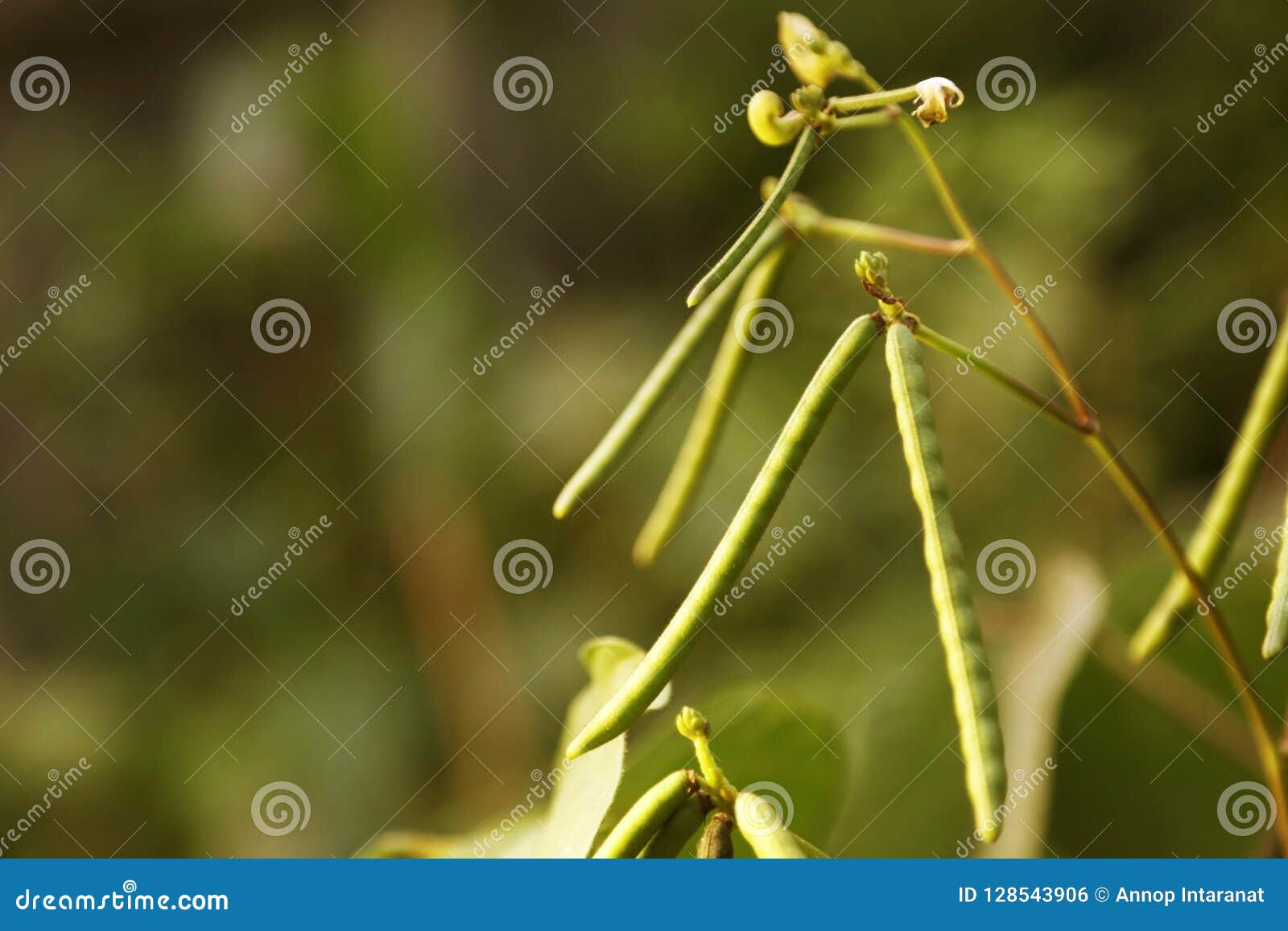 Mung bean stock photo. Image of green, mung, bean, nature - 128543906