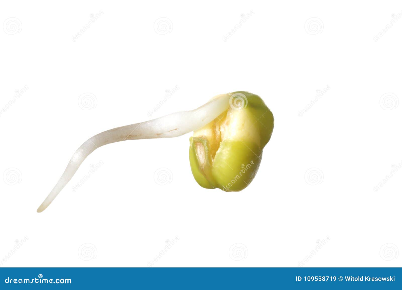 Mung bean with root stock image. Image of soya, fresh - 109538719
