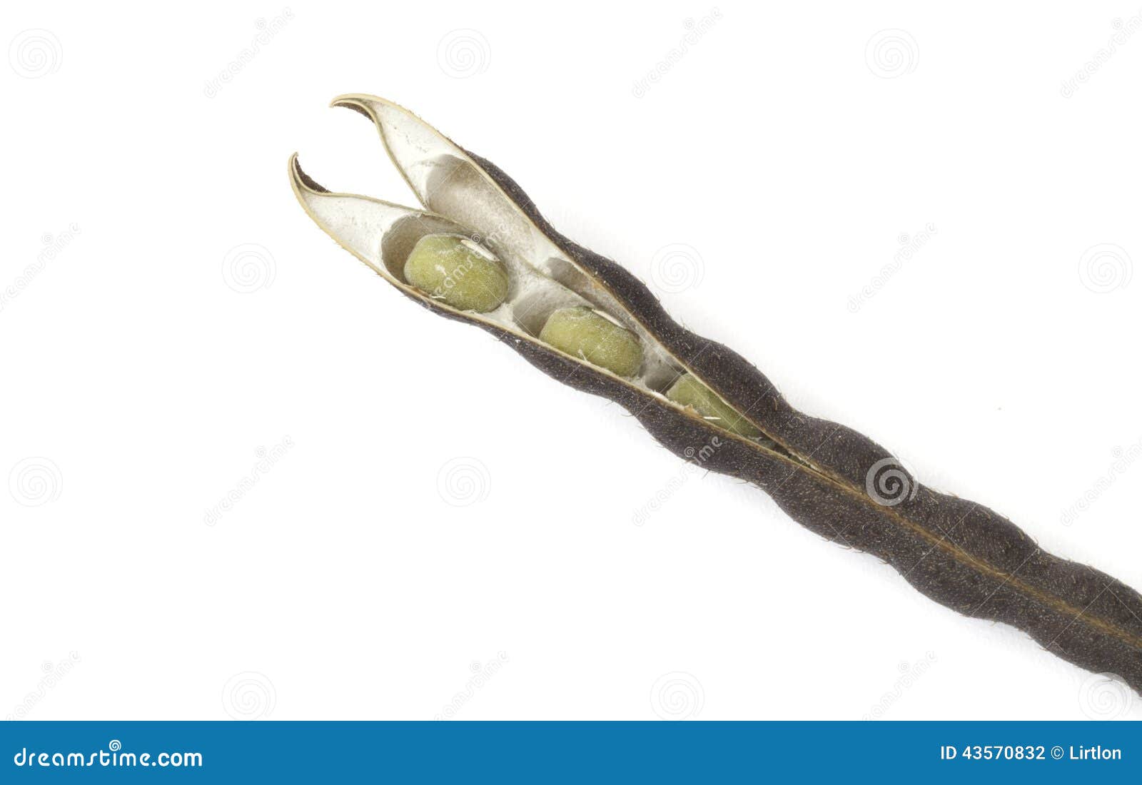 Mung Bean Seed Pod Isolated Stock Photo - Image of vitamin, isolated ...