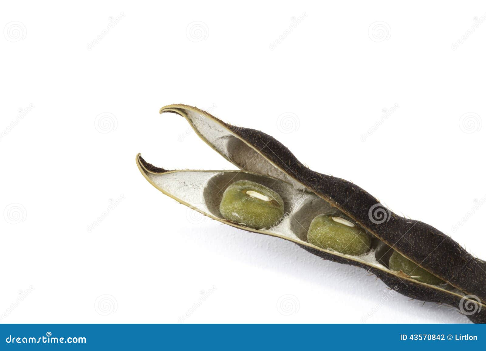 Mung Bean Seed Pod Isolated Stock Photo - Image of macro, vitamin: 43570842