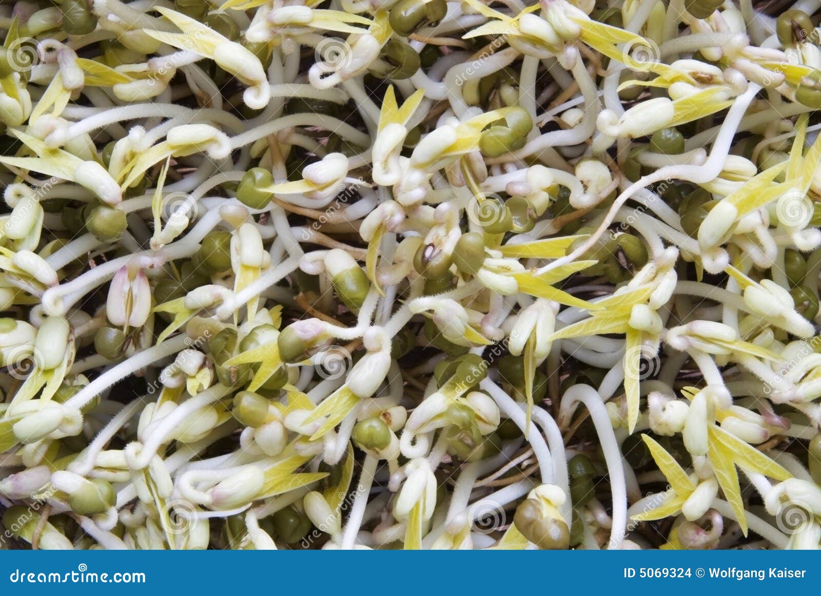 Mung bean sprouts stock photo. Image of brussels, buds - 5069324