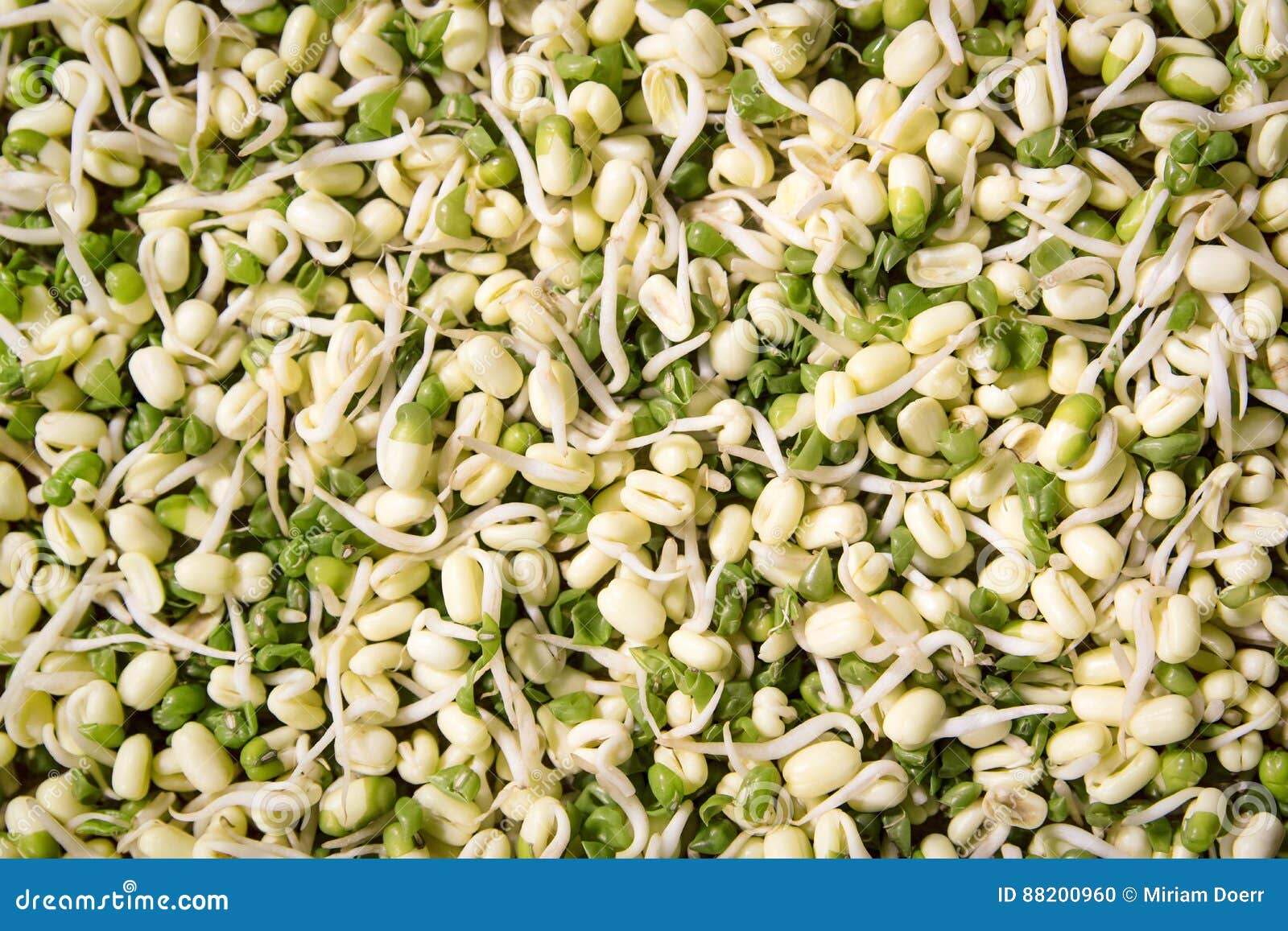 Bean Sprouts Also Known As Mung Bean And Taugeh Growing In A Recycled ...