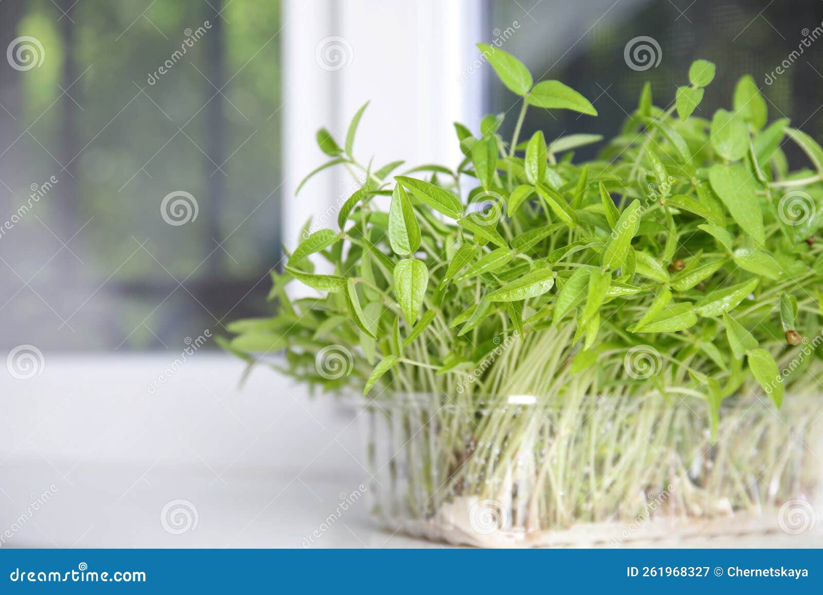 Mung Bean Sprouts in Plastic Container Indoors, Space for Text Stock ...