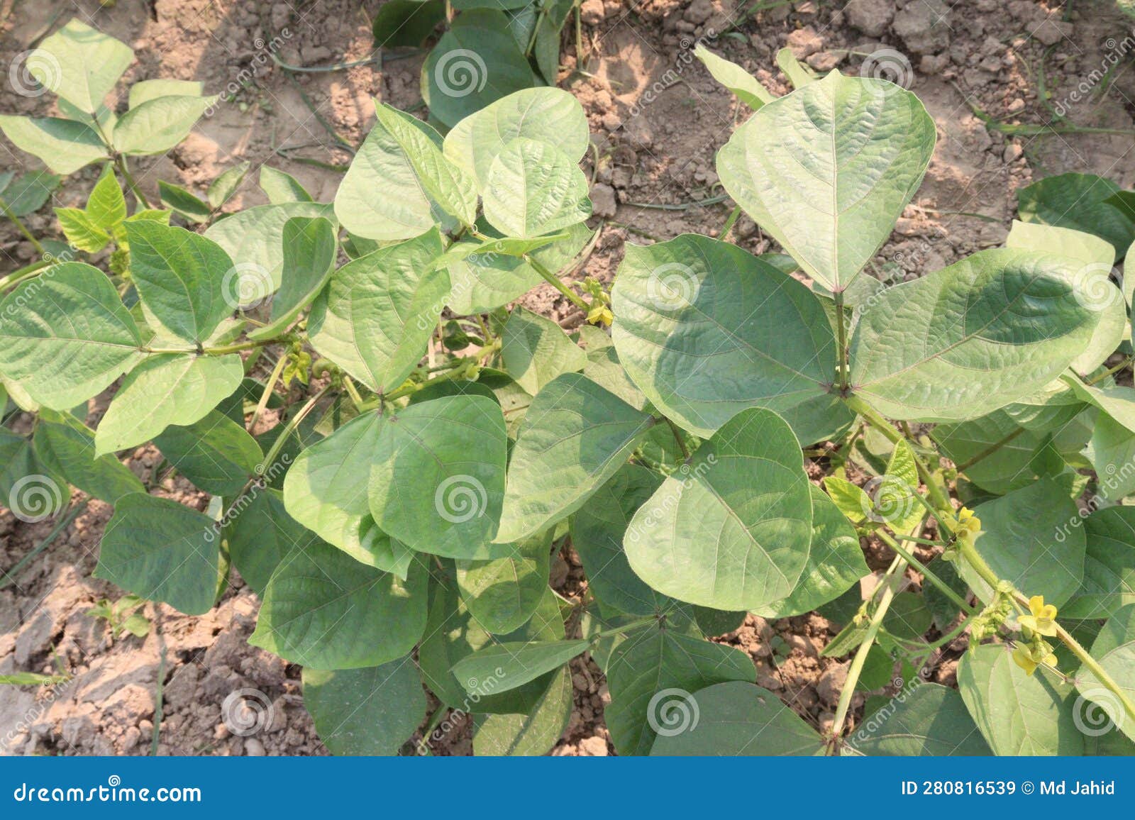 Mung bean on tree in farm stock image. Image of natural - 280816539