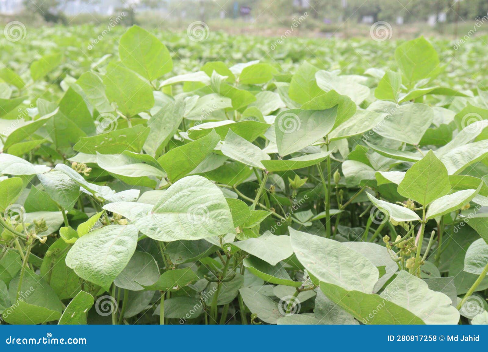 Mung bean on tree in farm stock photo. Image of tree - 280817258