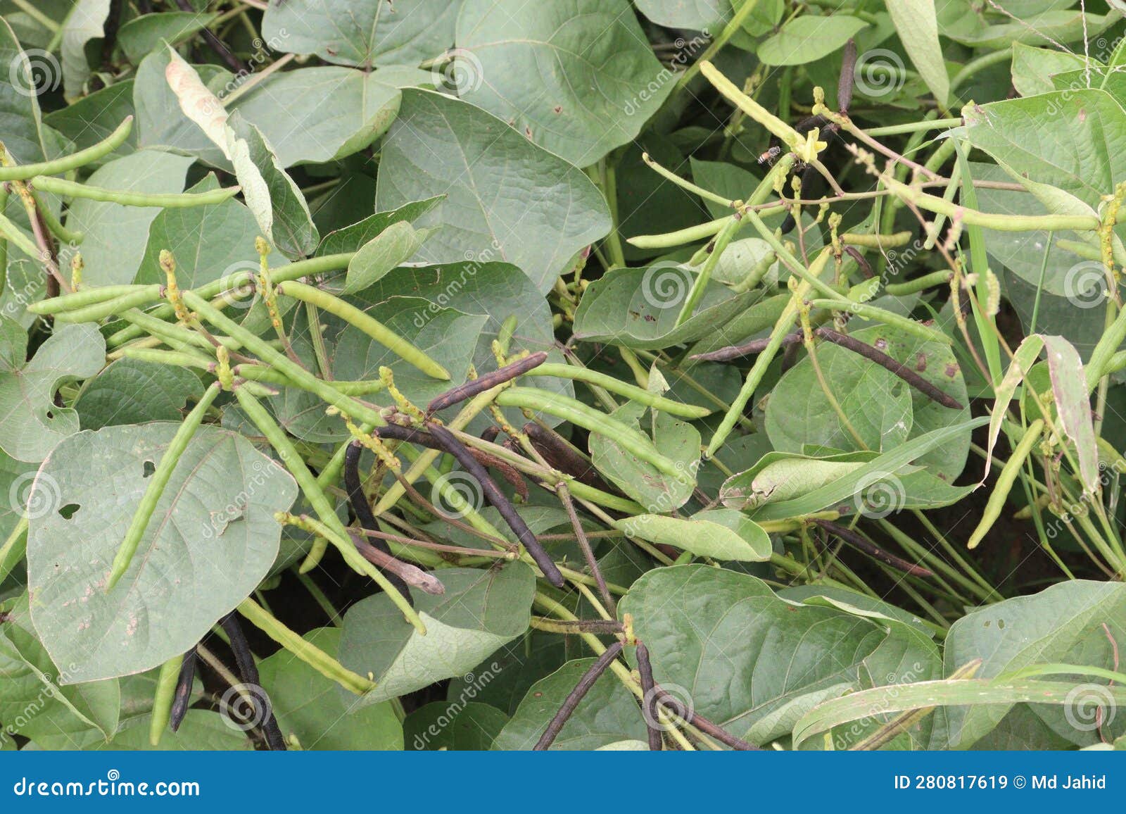 Mung bean on tree in farm stock image. Image of leaf - 280817619