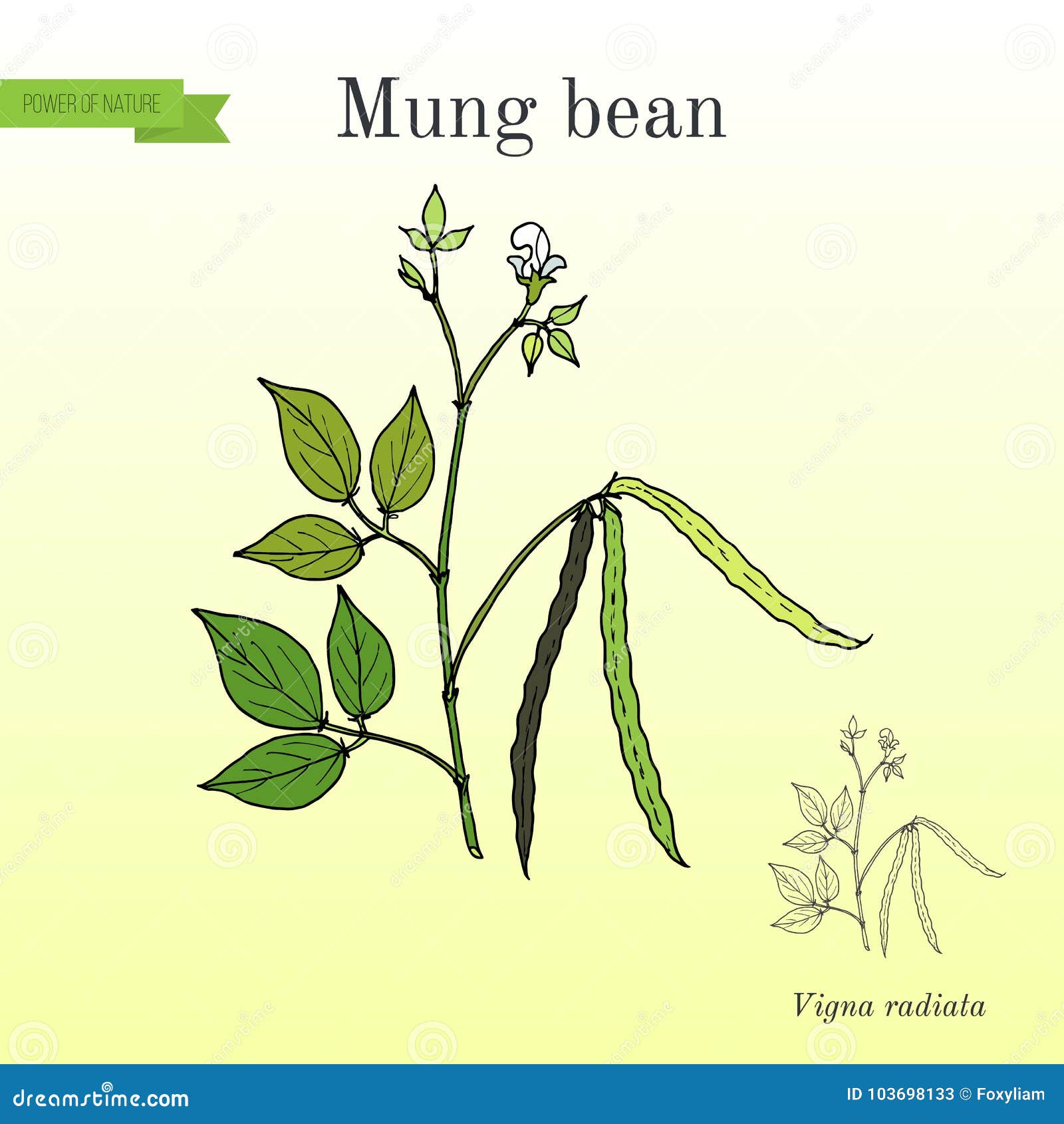Mung Bean Vigna Radiata with Leaves and Pods Stock Vector ... Mung Bean Vigna Radiata with Leaves and Pods Stock Vector ...